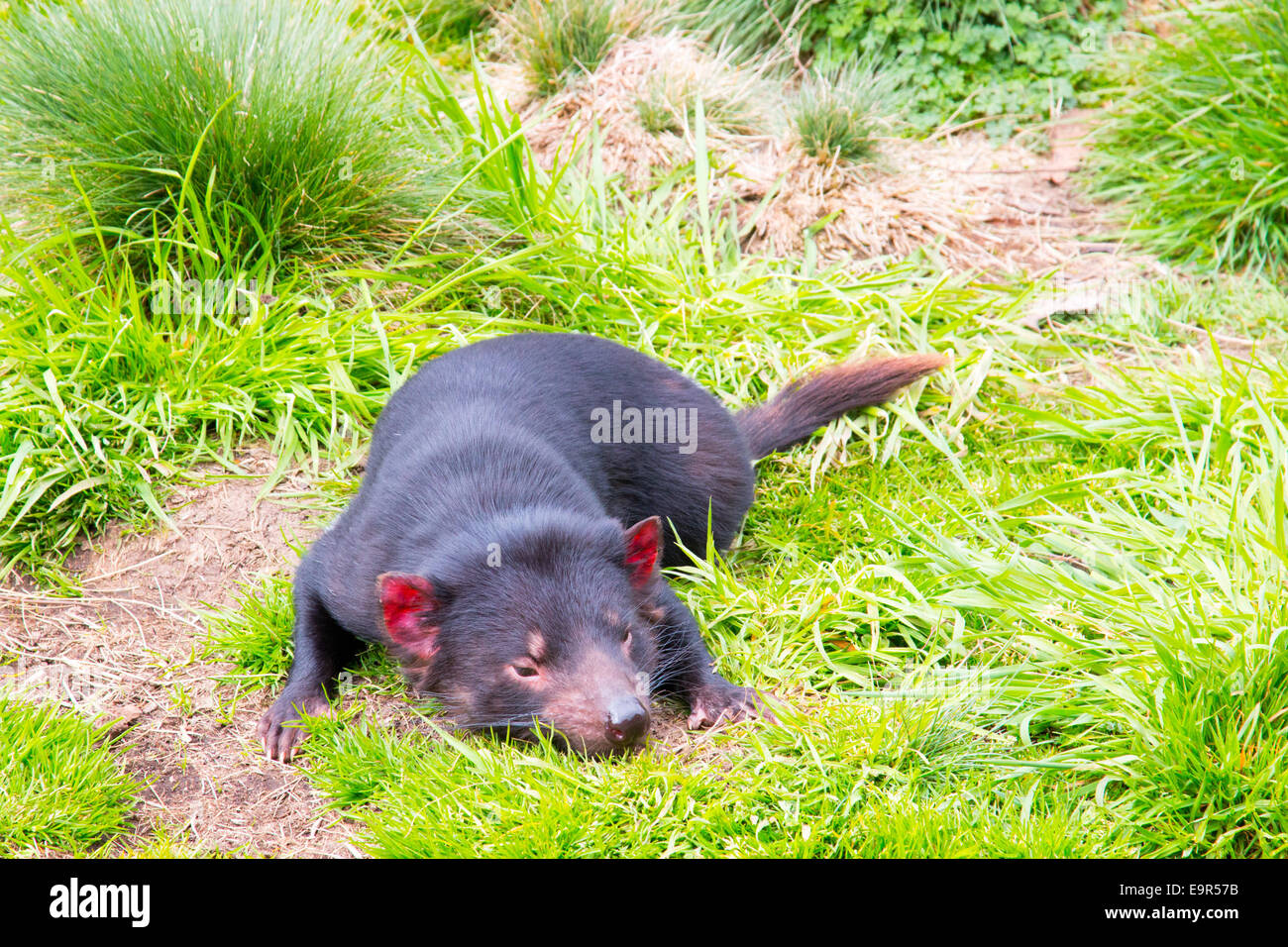 rare and endangered Tasmanian devil in north east Tasmania,Australia ...