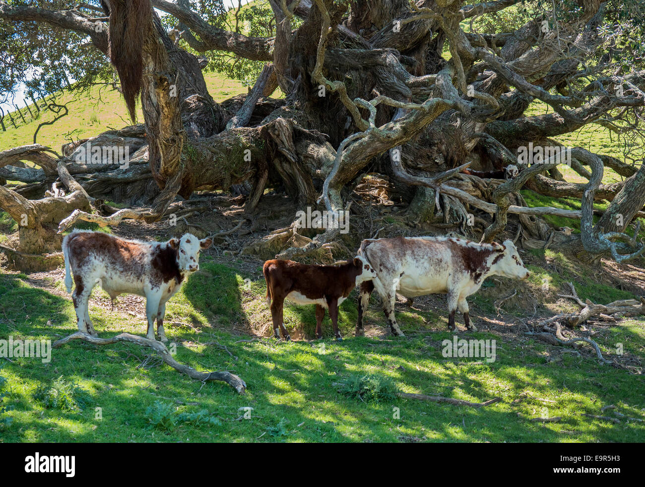 Cattle under a shady tree, Colville, Coromandel Peninsular, New Zealand ...