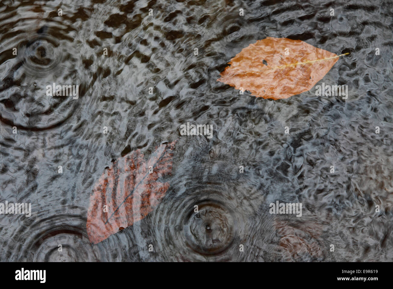 Big raindrops hi-res stock photography and images - Alamy