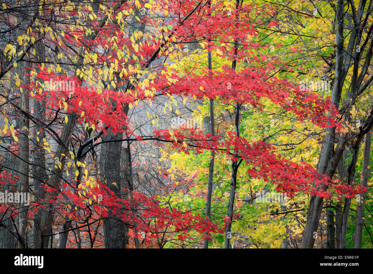 Brightly colored autumn foliage on a rainy day at Cunningham Falls ...