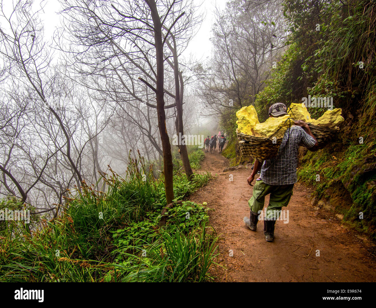 Kawah ijen volcano trees hi-res stock photography and images - Alamy