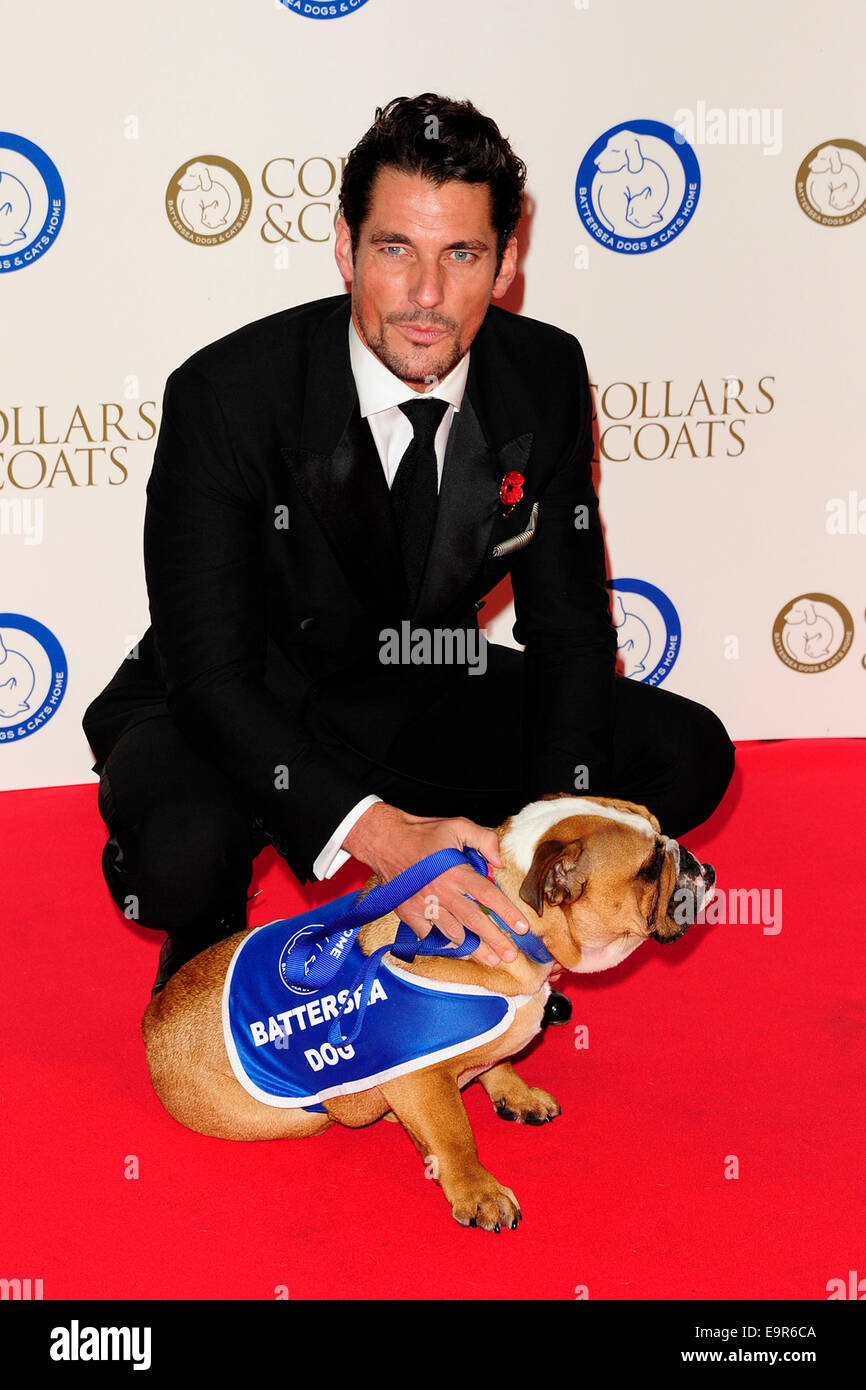 London, UK. 30th October, 2014. David Gandy attend Battersea Dogs ...