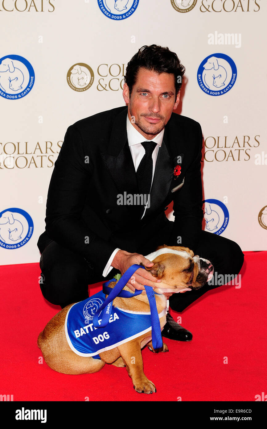 London, UK. 30th October, 2014. David Gandy attend Battersea Dogs ...