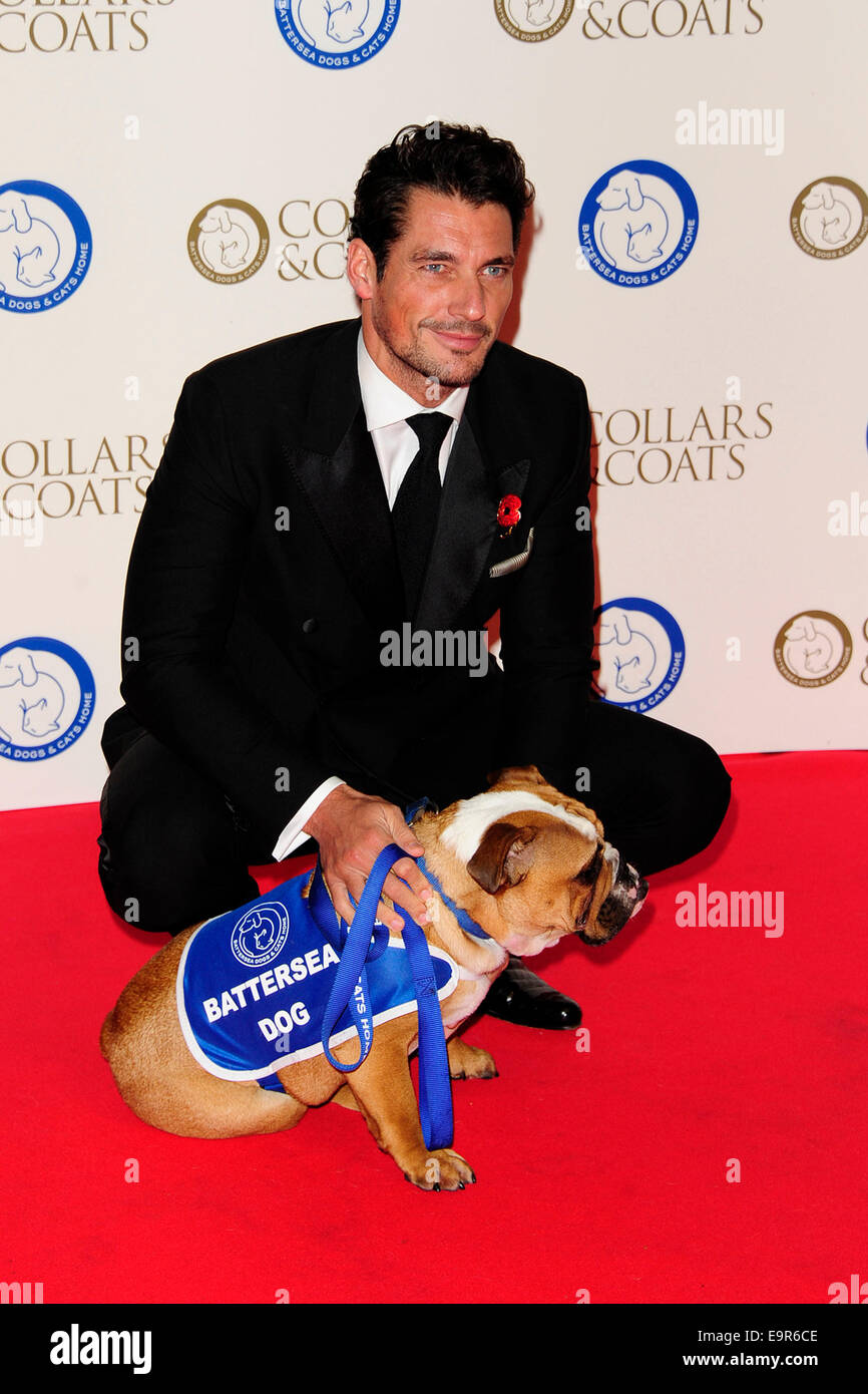 David Gandy And Dog