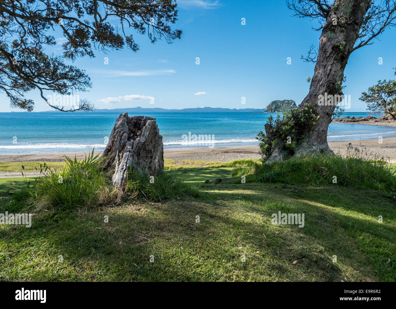Trees and coastline, Port Jackson, Coromandel Peninsular, New Zealand ...