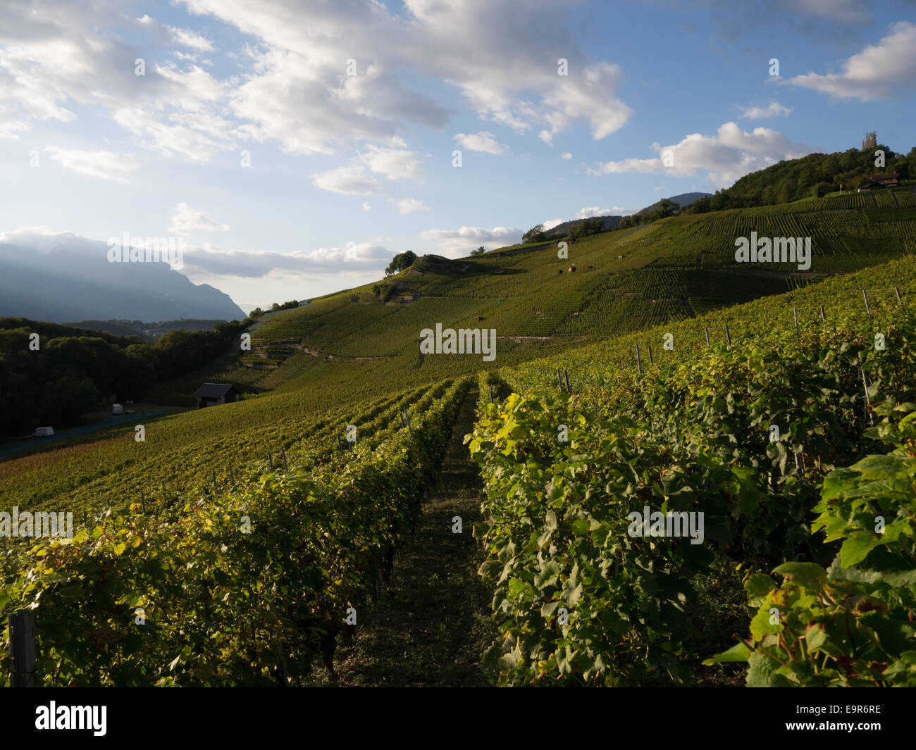 Ollon switzerland hi-res stock photography and images - Alamy