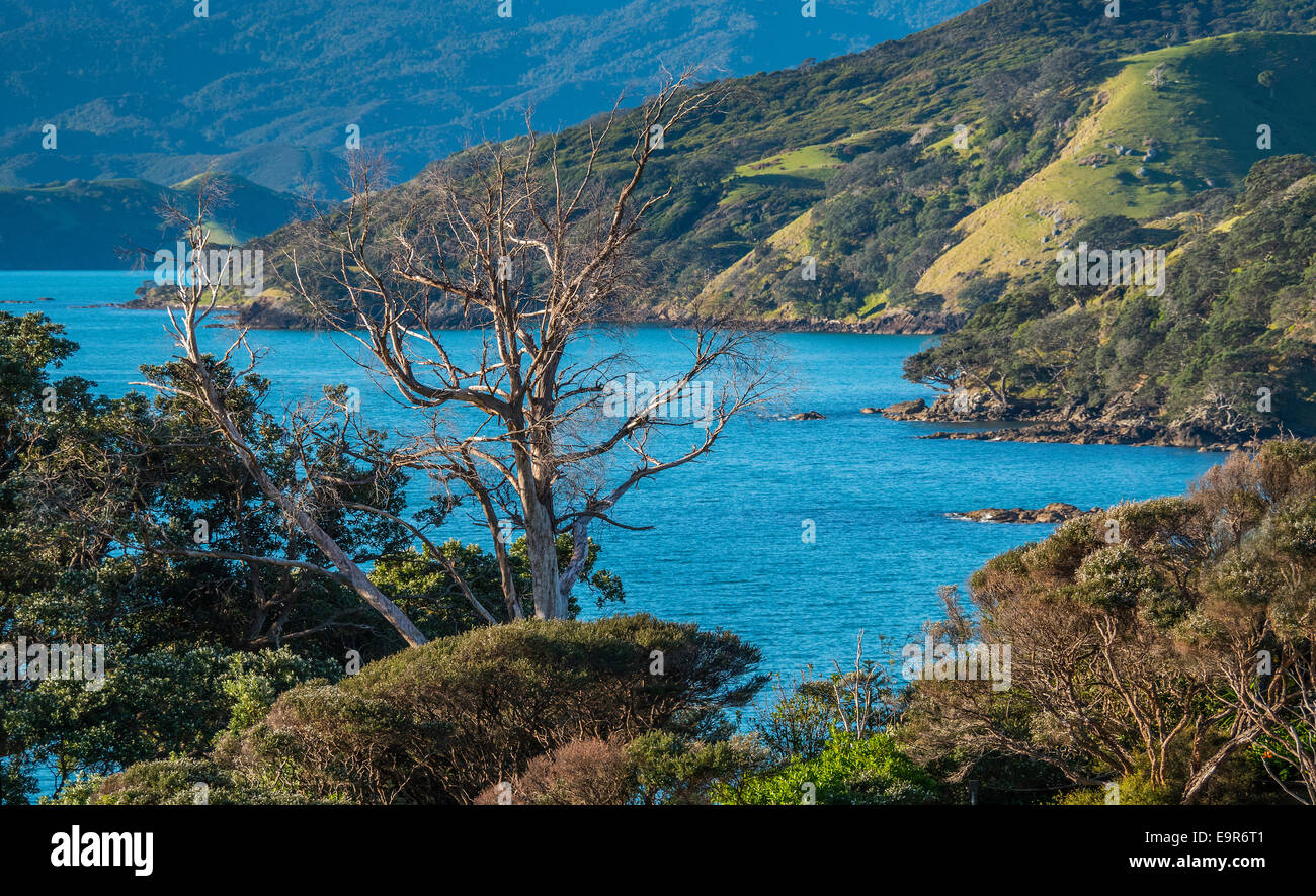 Dead tree, Waitete Bay, Coromandel, New Zealand Coromandel Peninsular ...