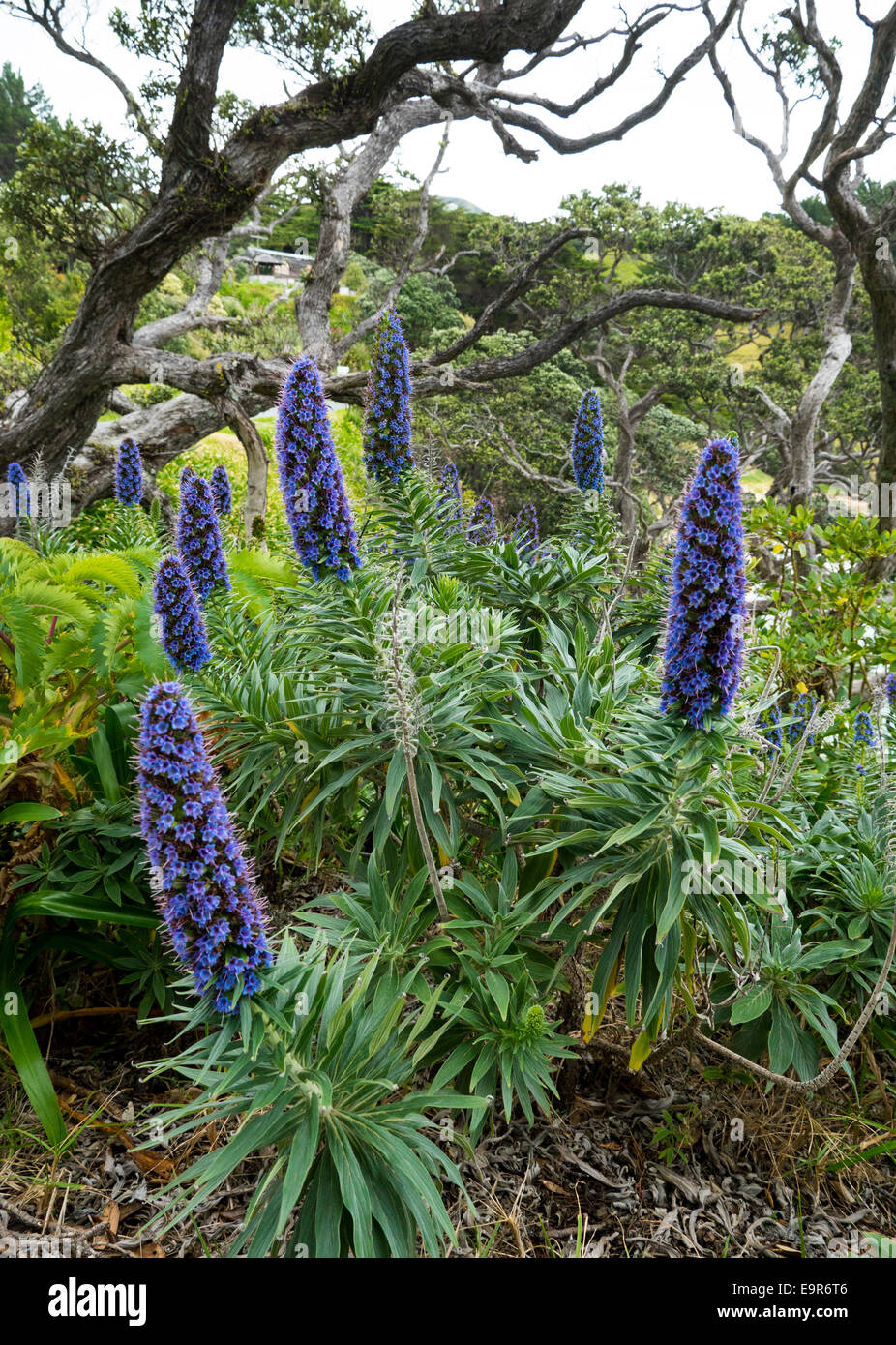 Blue lupins in woodland, Coromandel, New Zealand Stock Photo - Alamy
