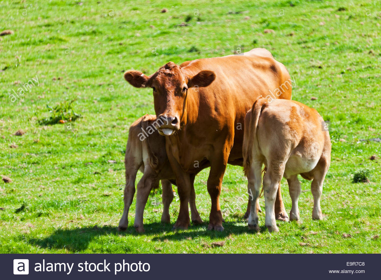 Cow Feeding Calf High Resolution Stock Photography and Images - Alamy