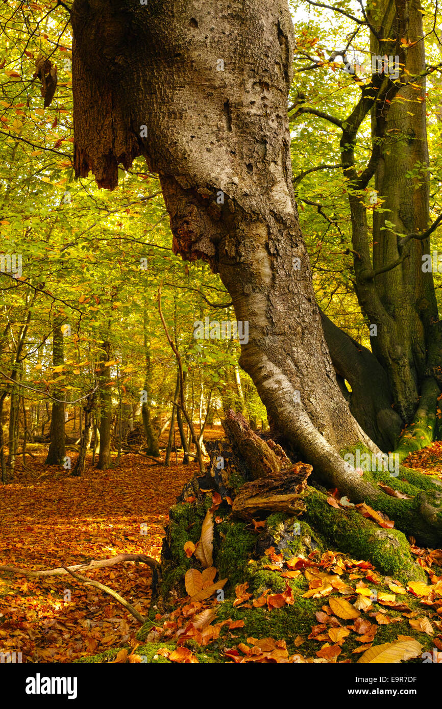 Decaying Beech tree trunk defying gravity in an English Deciduous ...