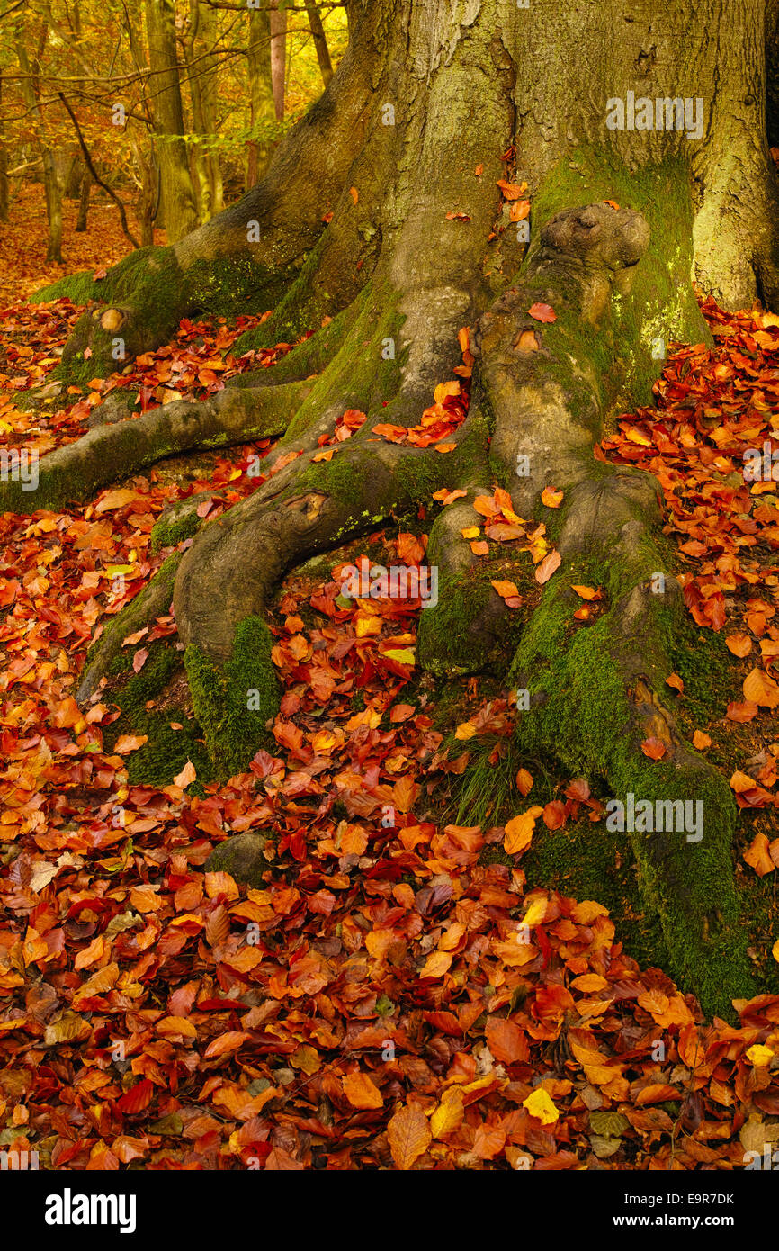 beech tree stump with exposed roots & leaf litter Stock Photo - Alamy