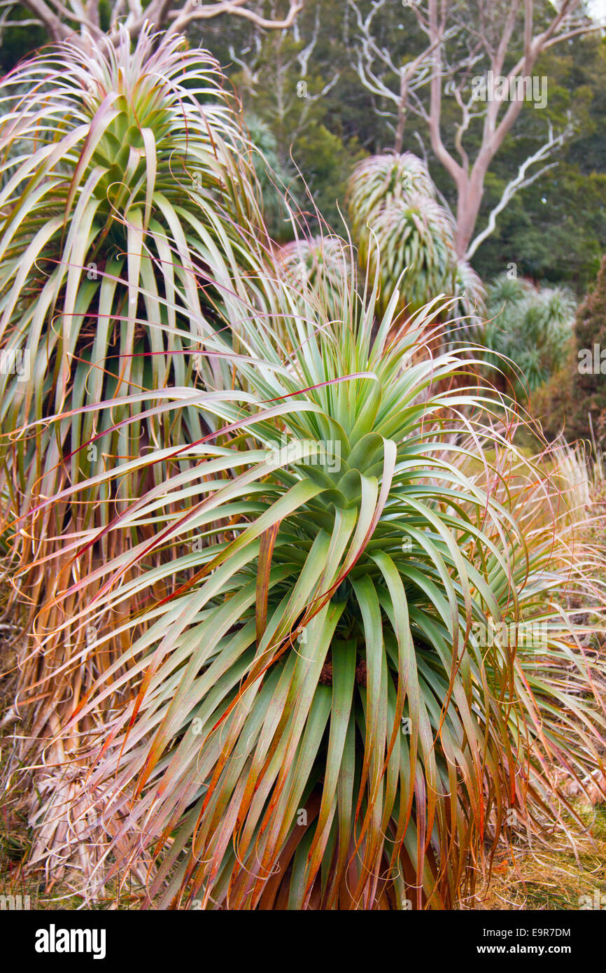 Richea pandanifolia pandani plants which are native to Tasmania, here ...