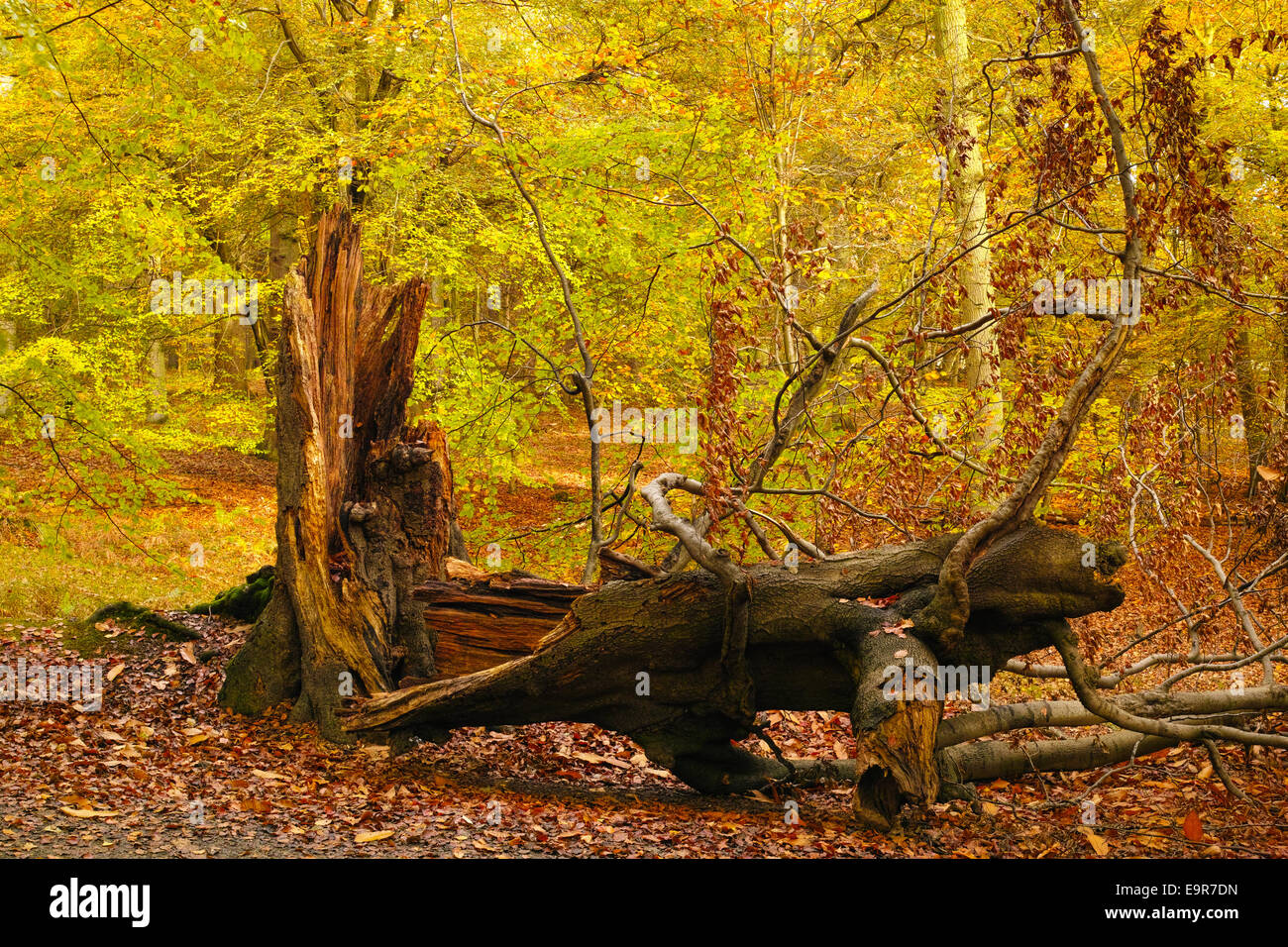 Fallen tree and stump in a deciduous woodland in Autumn Stock Photo - Alamy