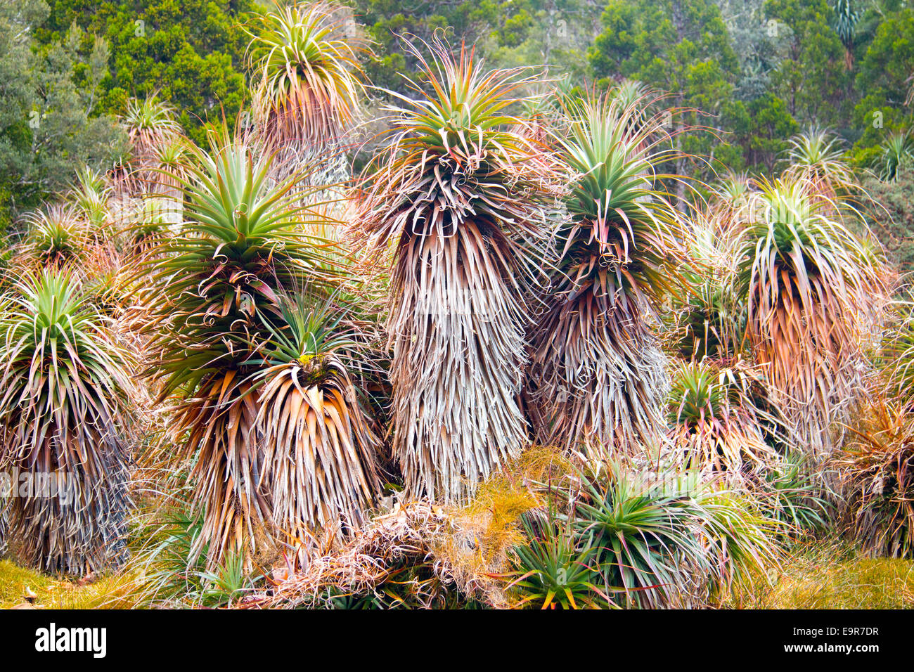 Richea pandanifolia pandani plants which are native to Tasmania, here ...