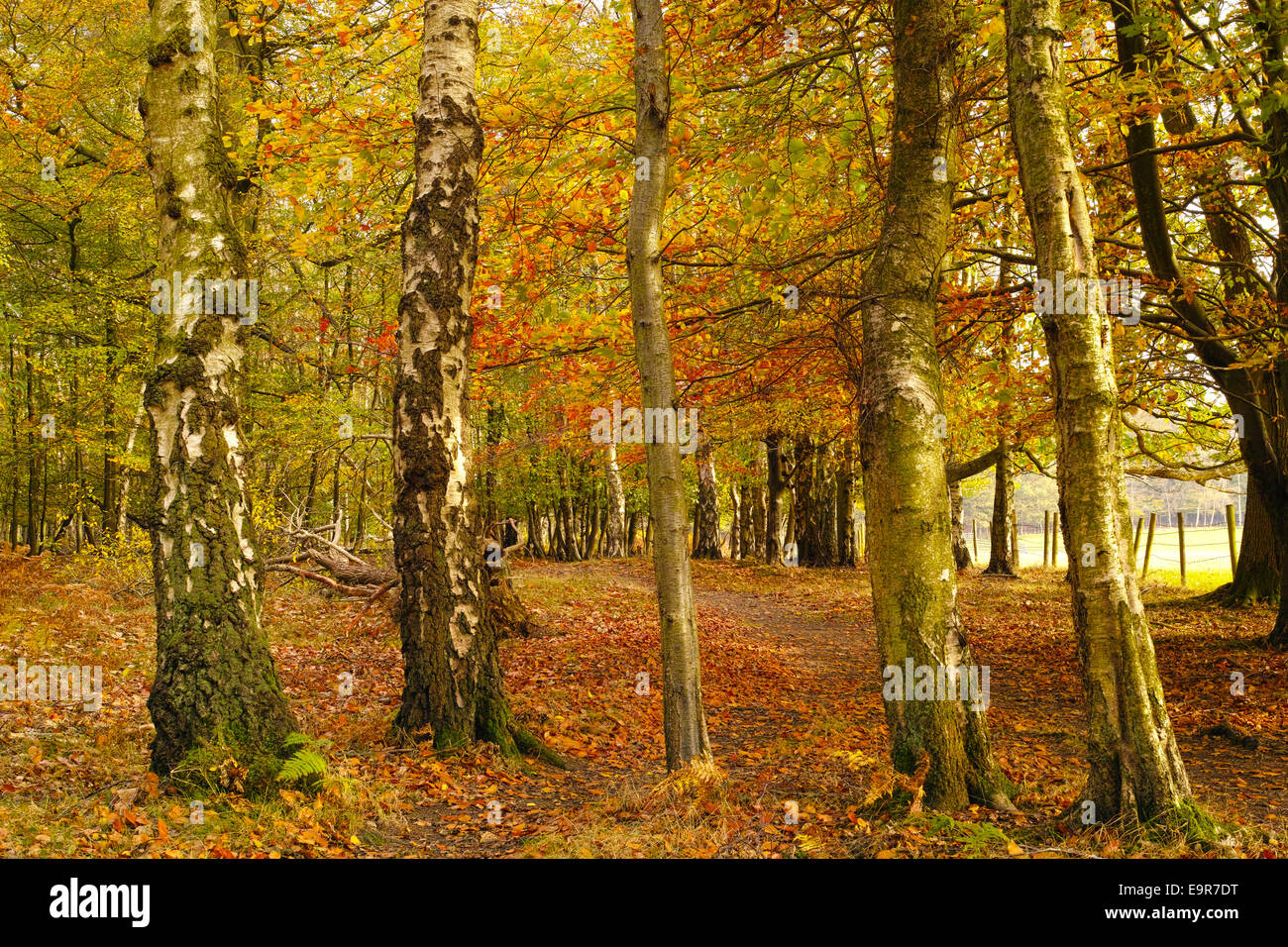 Silver birch trees in group hi-res stock photography and images - Alamy