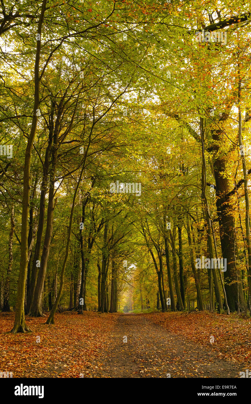 path through a mixed deciduous wood in England Stock Photo - Alamy
