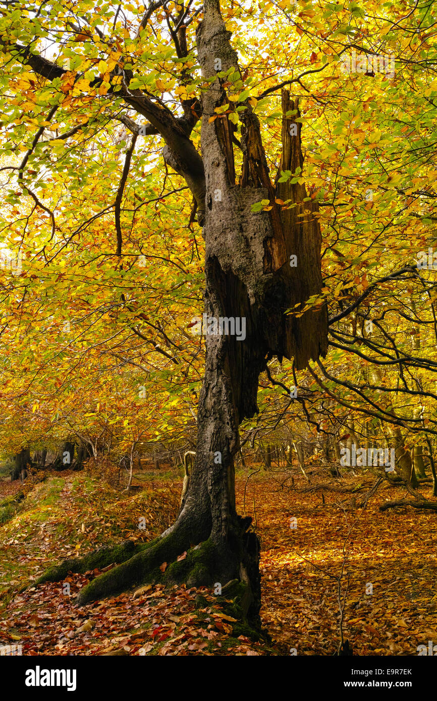Decaying Beech tree trunk defying gravity in an English Deciduous ...