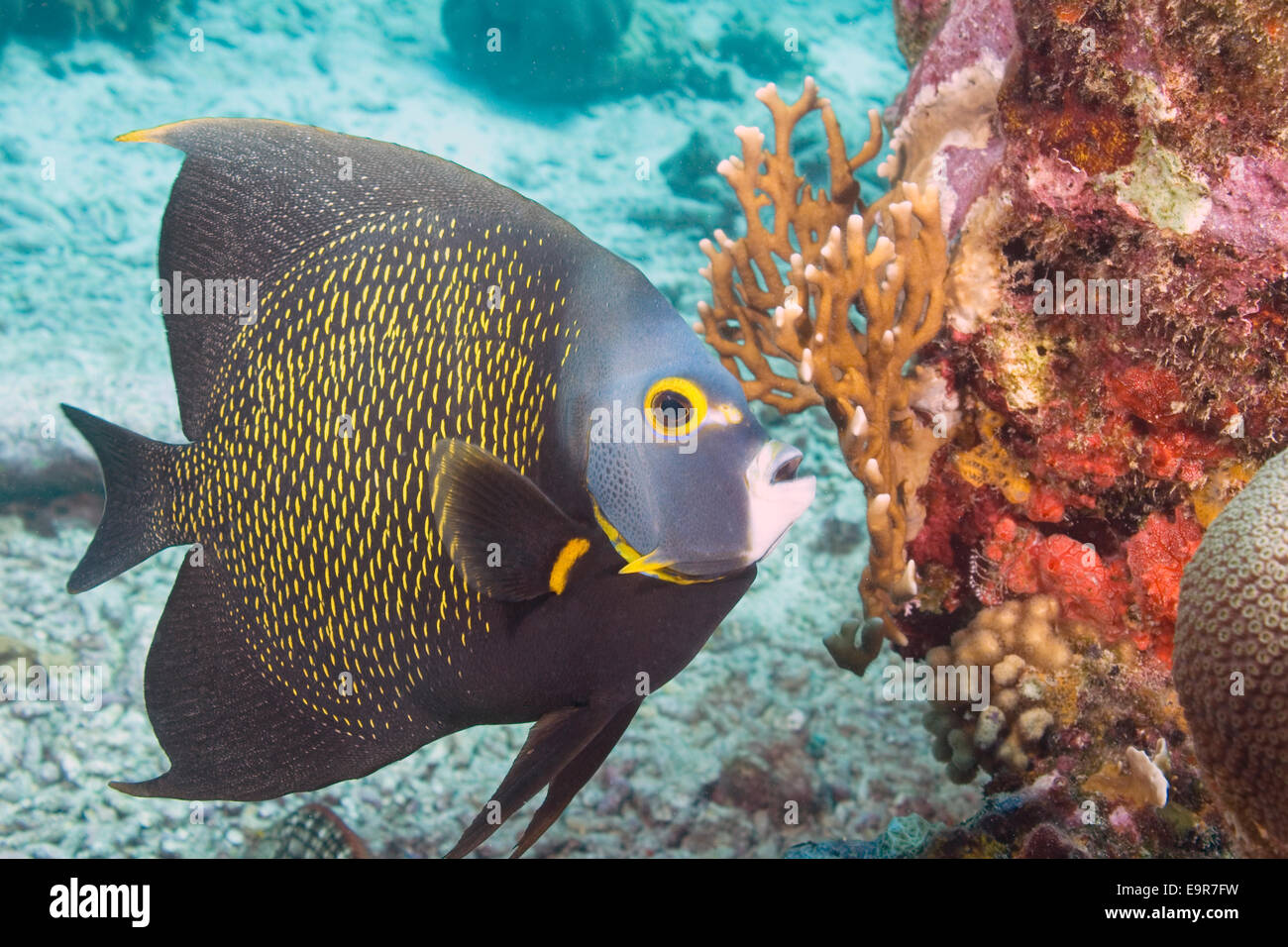 Angelfish swimming at Aruba underwater reef Stock Photo - Alamy