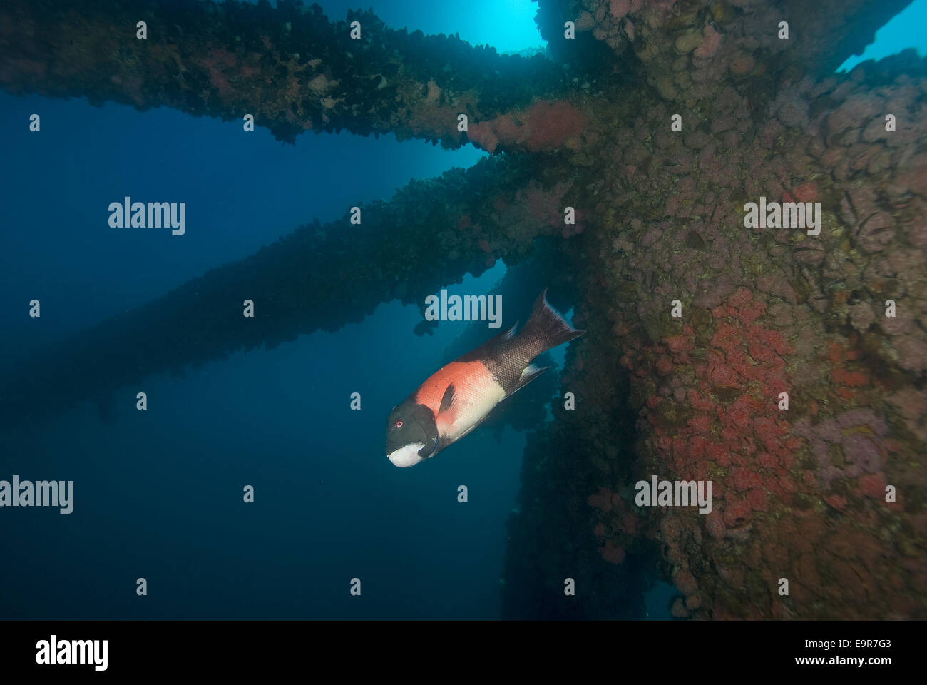 Sheephead fish at Oil Rig Platform Stock Photo - Alamy