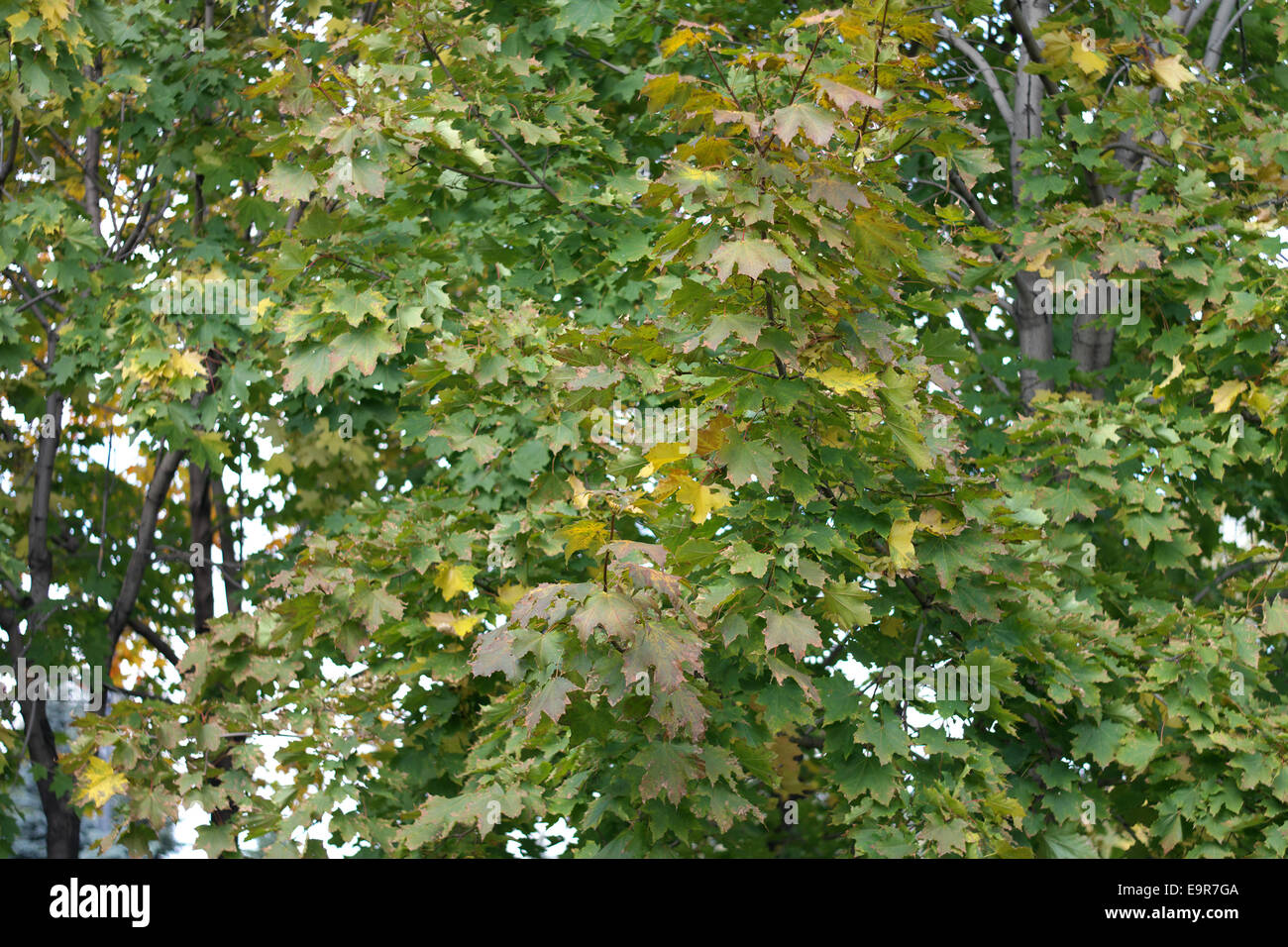 Maple Leafs on Tree Stock Photo - Alamy