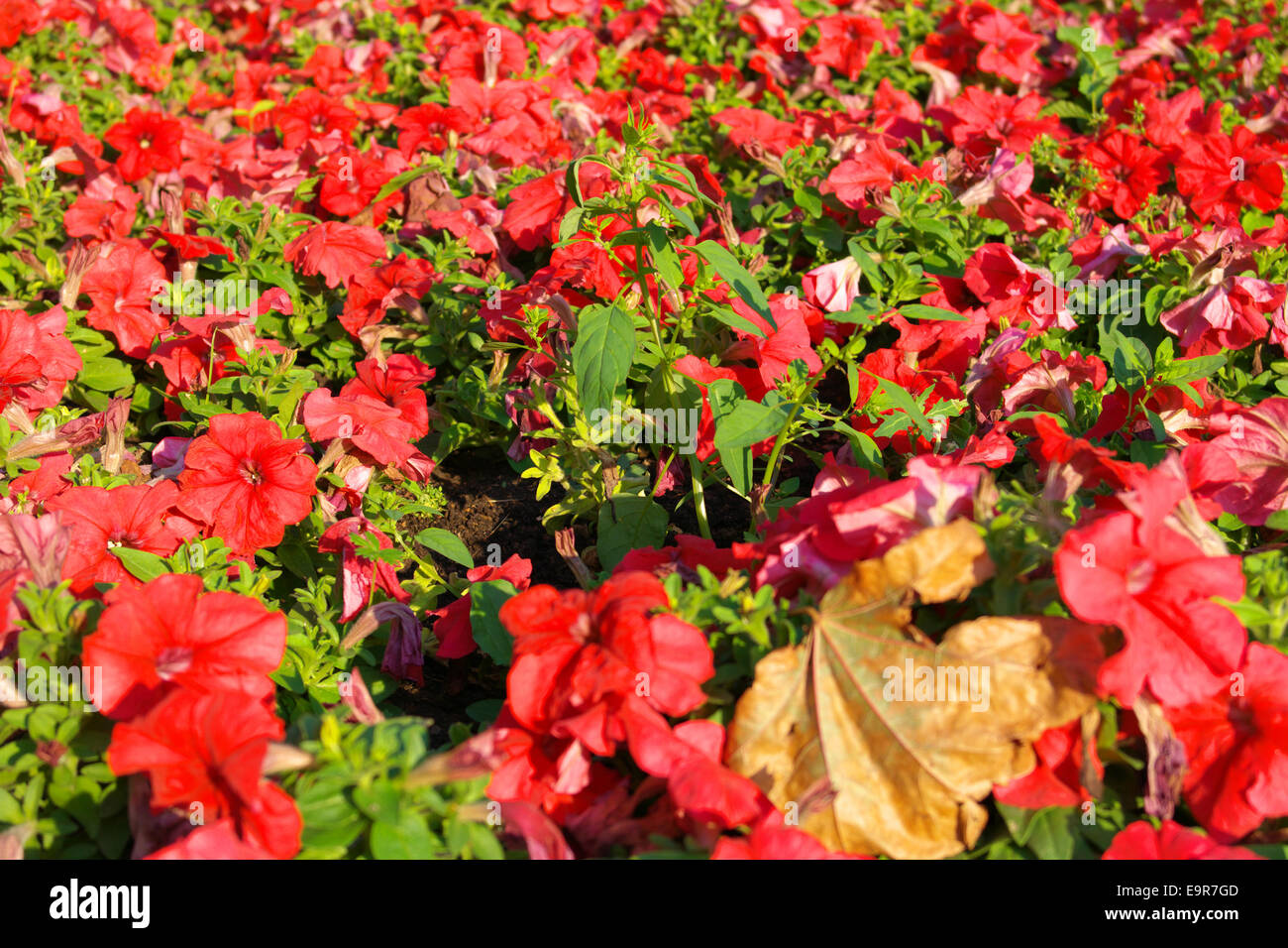 Apring flowers hi-res stock photography and images - Alamy