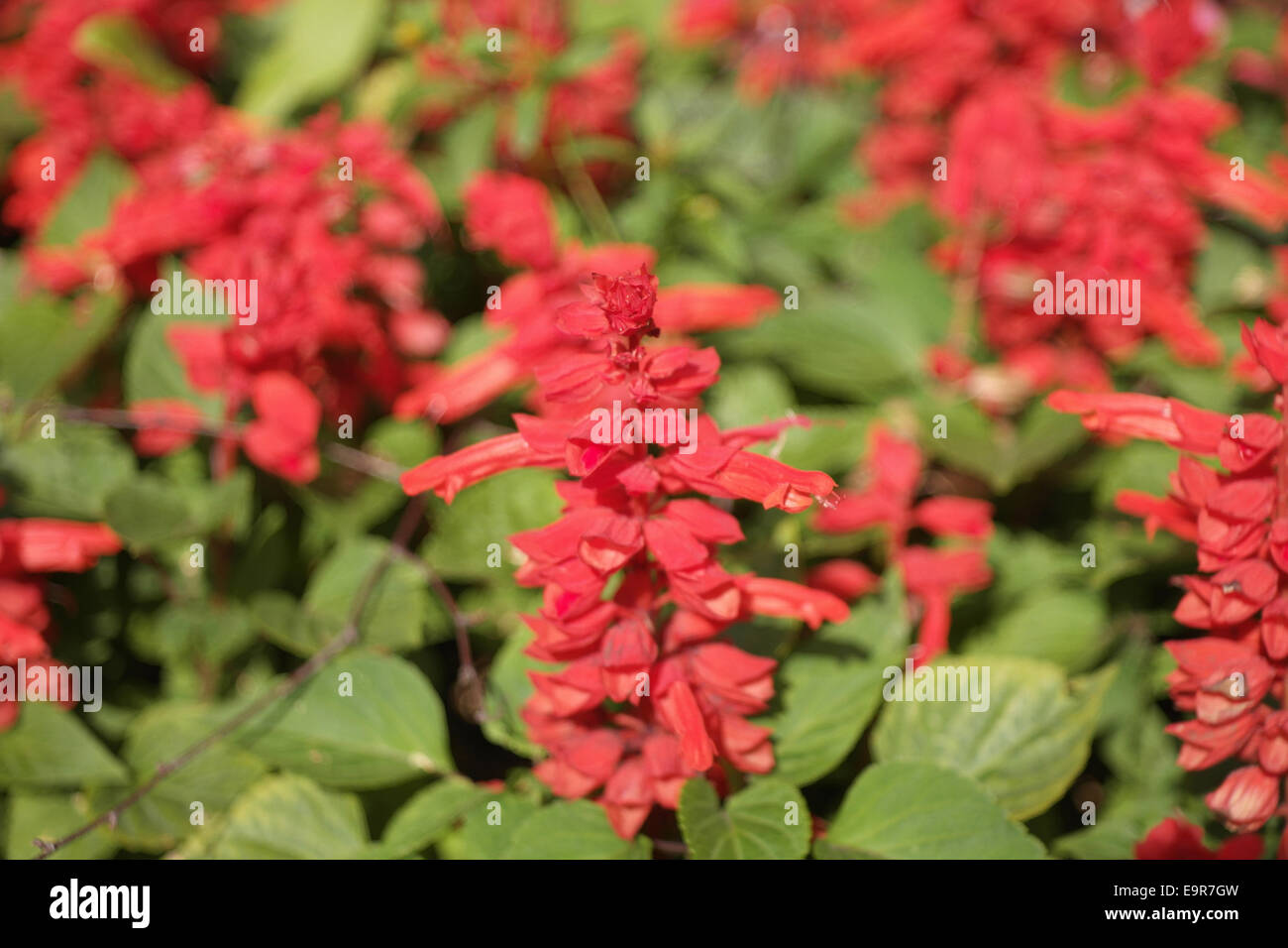 red little flowers Stock Photo - Alamy