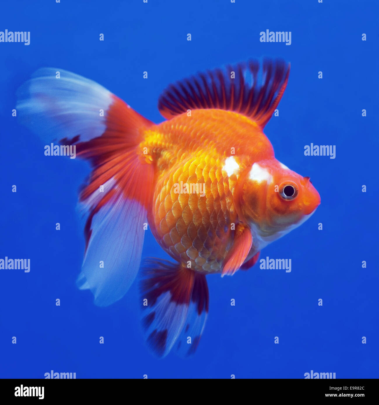 beautiful goldfish in the aquarium Stock Photo - Alamy