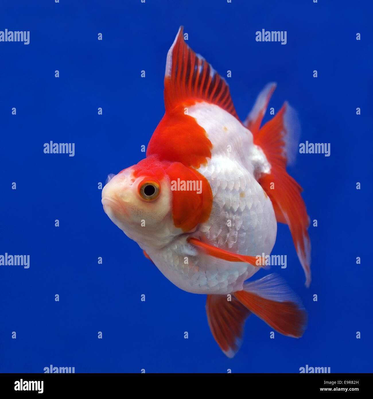 beautiful goldfish in the aquarium Stock Photo - Alamy