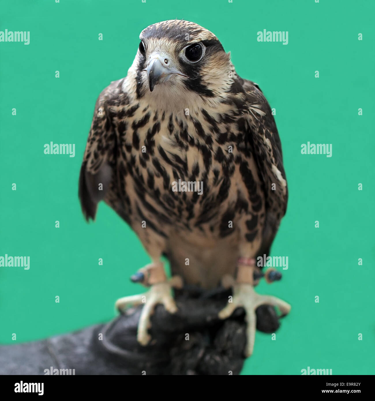 Beautiful eagle hi-res stock photography and images - Alamy