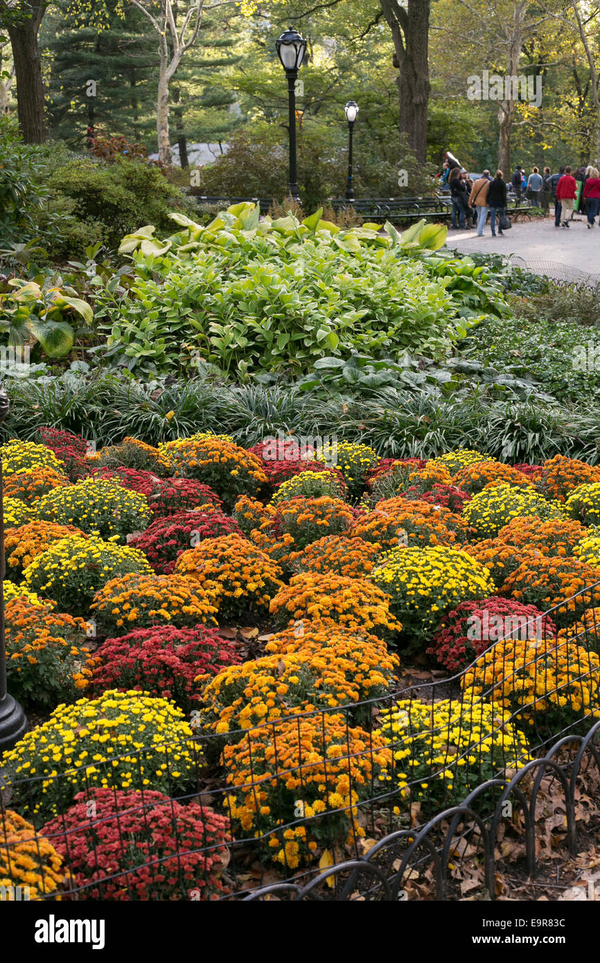 Colorful mums hi-res stock photography and images - Alamy
