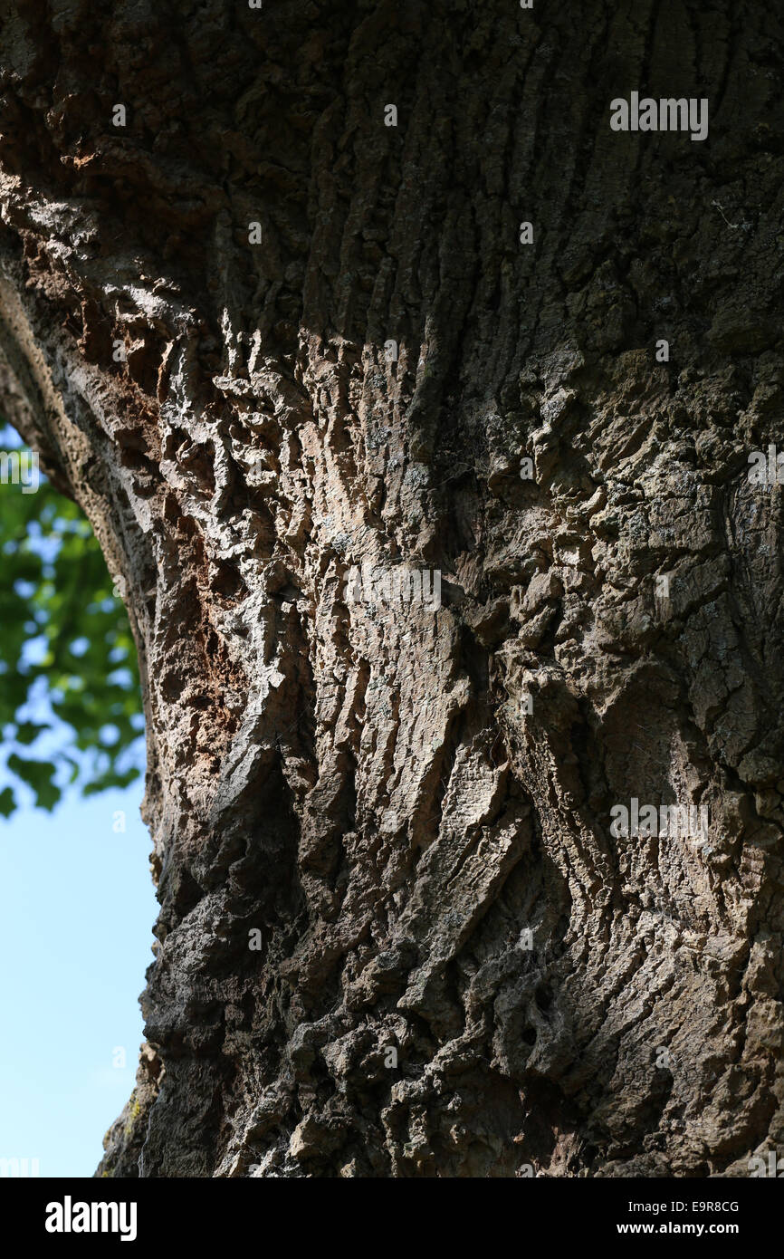 Old grey tree trunk with rough structure texture sun and shadows Stock ...