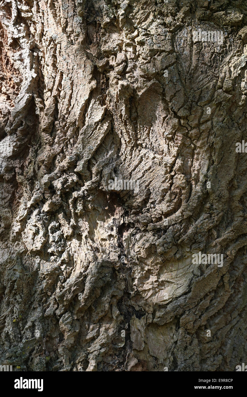 Old grey tree trunk with rough structure texture sun and shadows Stock ...