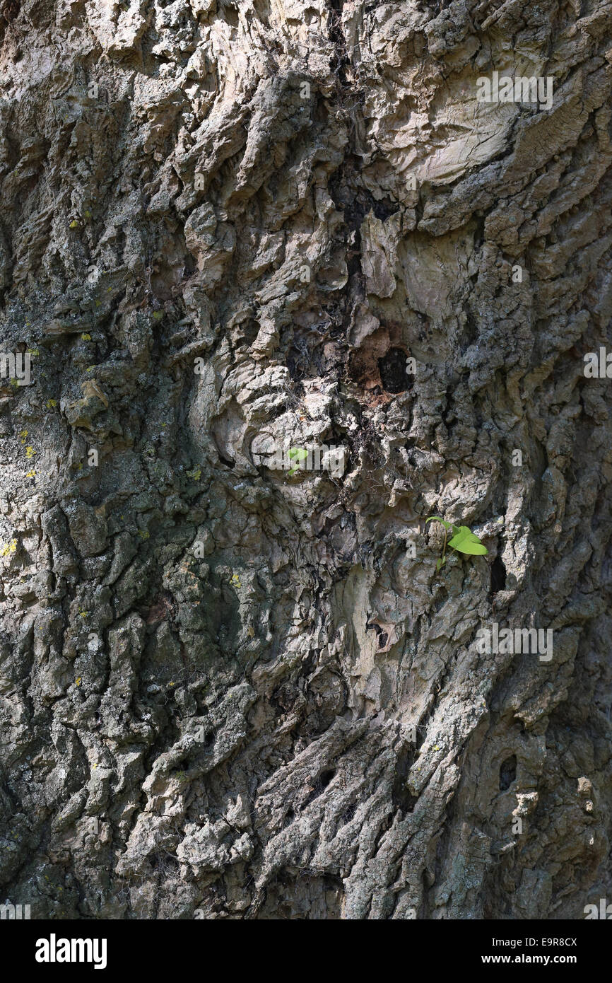 Old grey tree trunk with rough structure texture and green leaves Stock ...