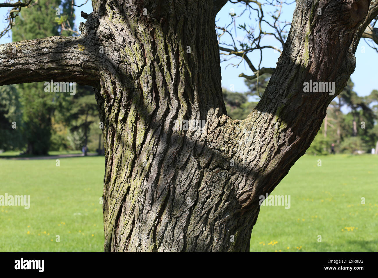 Old grey tree trunk with rough structure texture in the park Stock ...