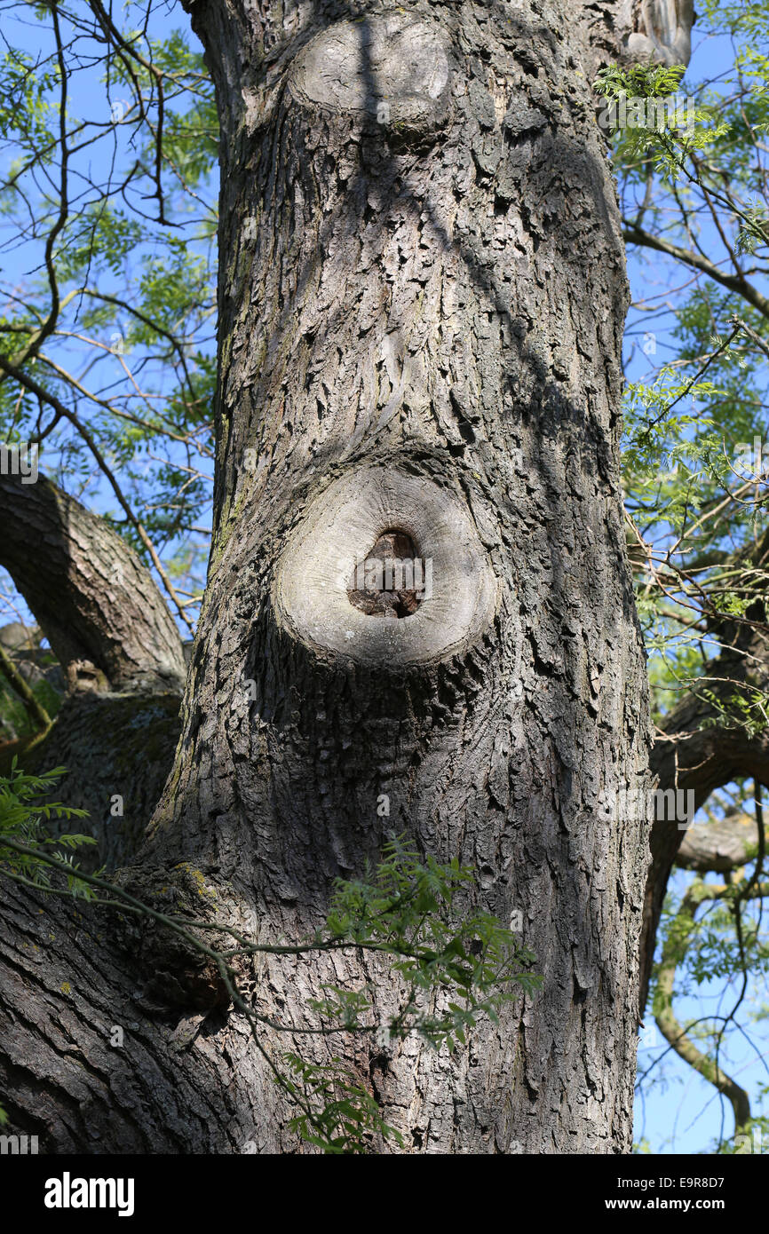 Old grey tree trunk with rough structure texture and green leaves Stock ...