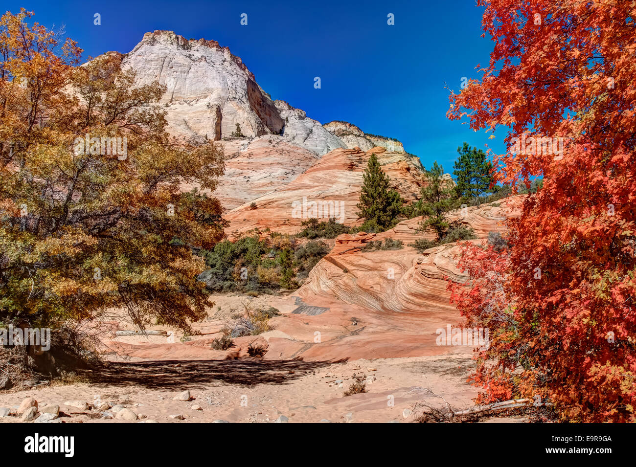 Yellow stone national park greenery hi-res stock photography and images ...