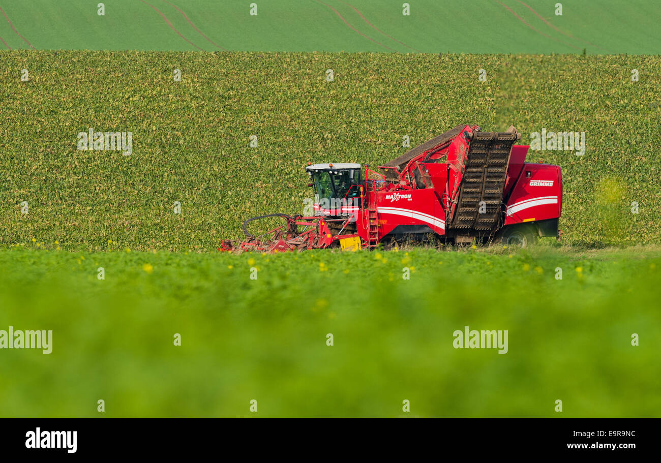 A sugar beet harvester on a field in Koenigslutter am Elm, Germany, 31 ...
