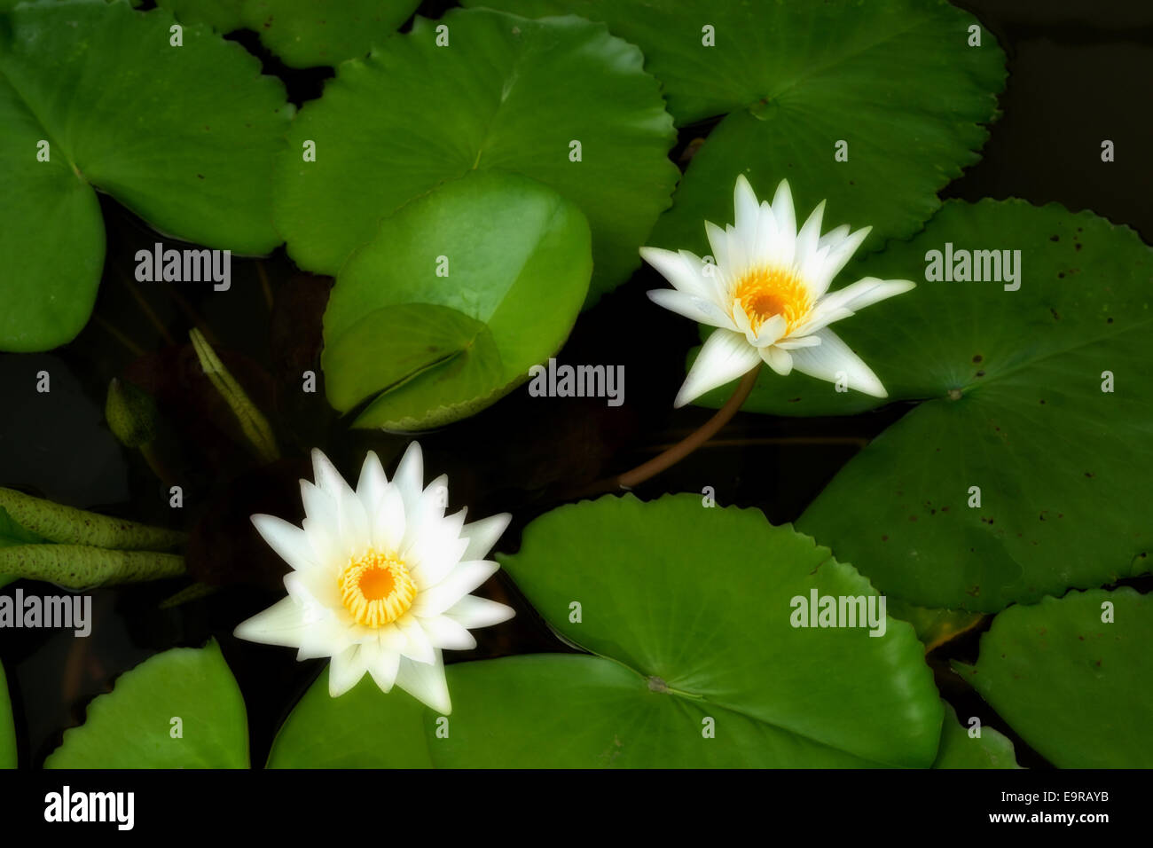 Twin Flower High Resolution Stock Photography and Images - Alamy