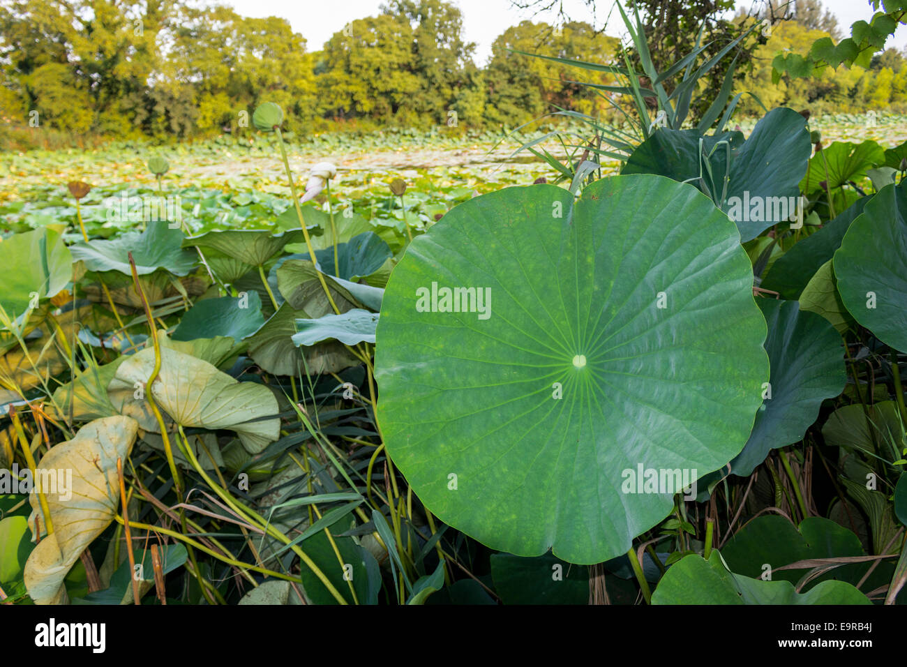 The natural reserve "Parco del loto" Lotus green area in Italy: a wide ...