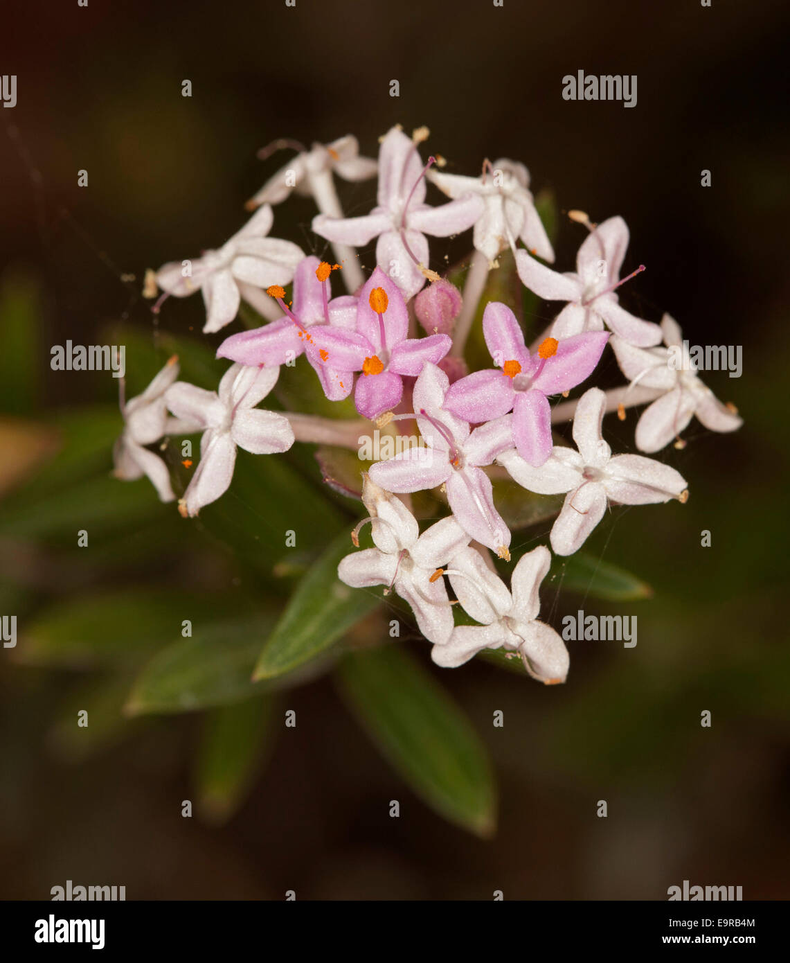 Cluster of pale pink & white flowers & emerald leaves of Pimelia ...