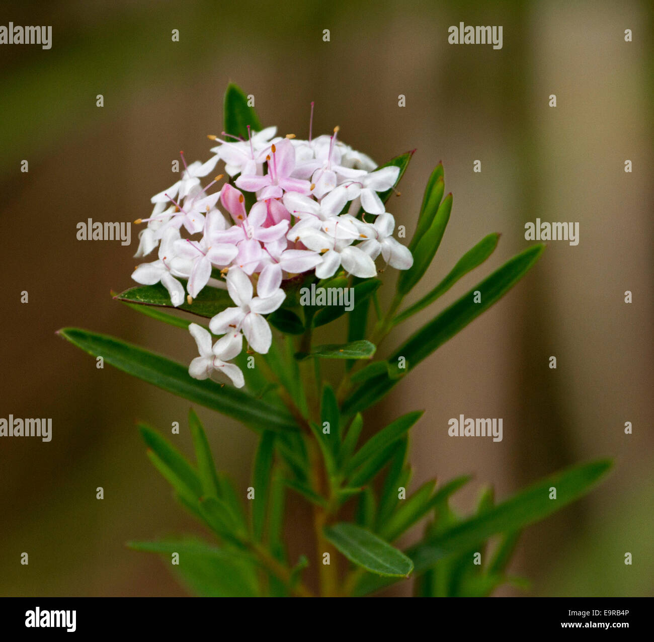 Cluster of pale pink & white flowers & emerald leaves of Pimelia ...