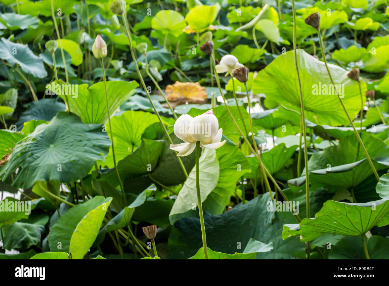 The natural reserve "Parco del loto" Lotus green area in Italy: a wide ...