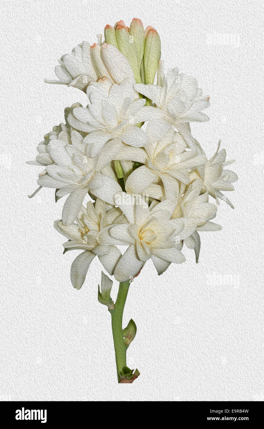 Tuber roses hi-res stock photography and images - Alamy