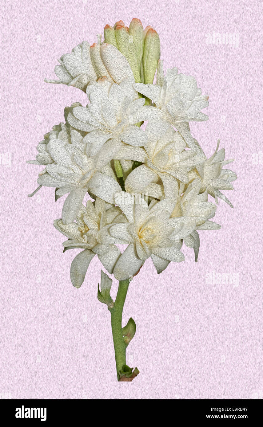 White tuberose flowers hi-res stock photography and images - Alamy