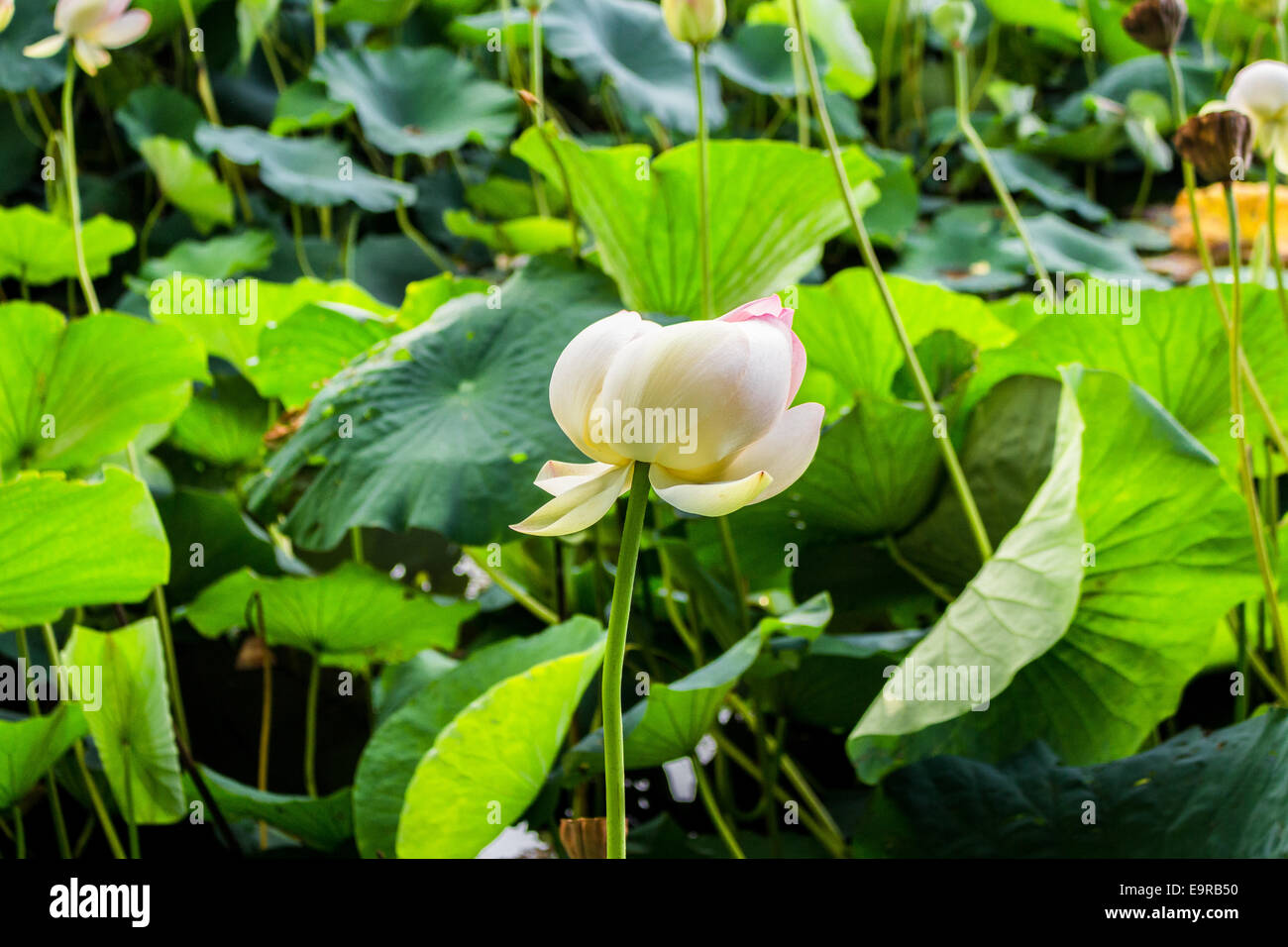 The natural reserve "Parco del loto" Lotus green area in Italy: a wide ...