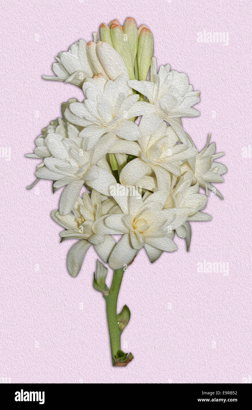 Tuberose hi-res stock photography and images - Alamy