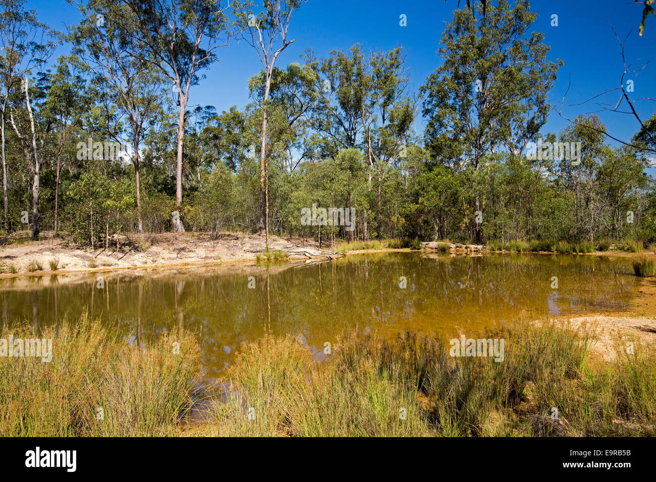 Australian tall grass hi-res stock photography and images - Alamy
