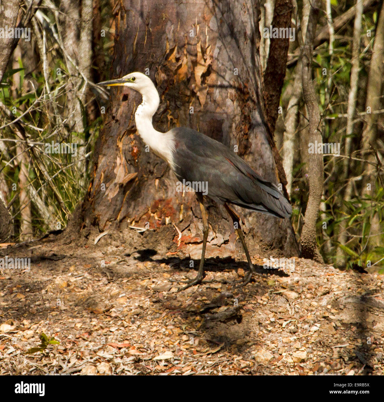 Large and impressive Australian white necked / Pacific heron, Ardea ...