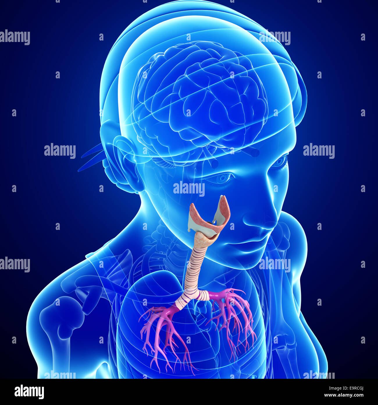Illustration of female throat anatomy Stock Photo - Alamy