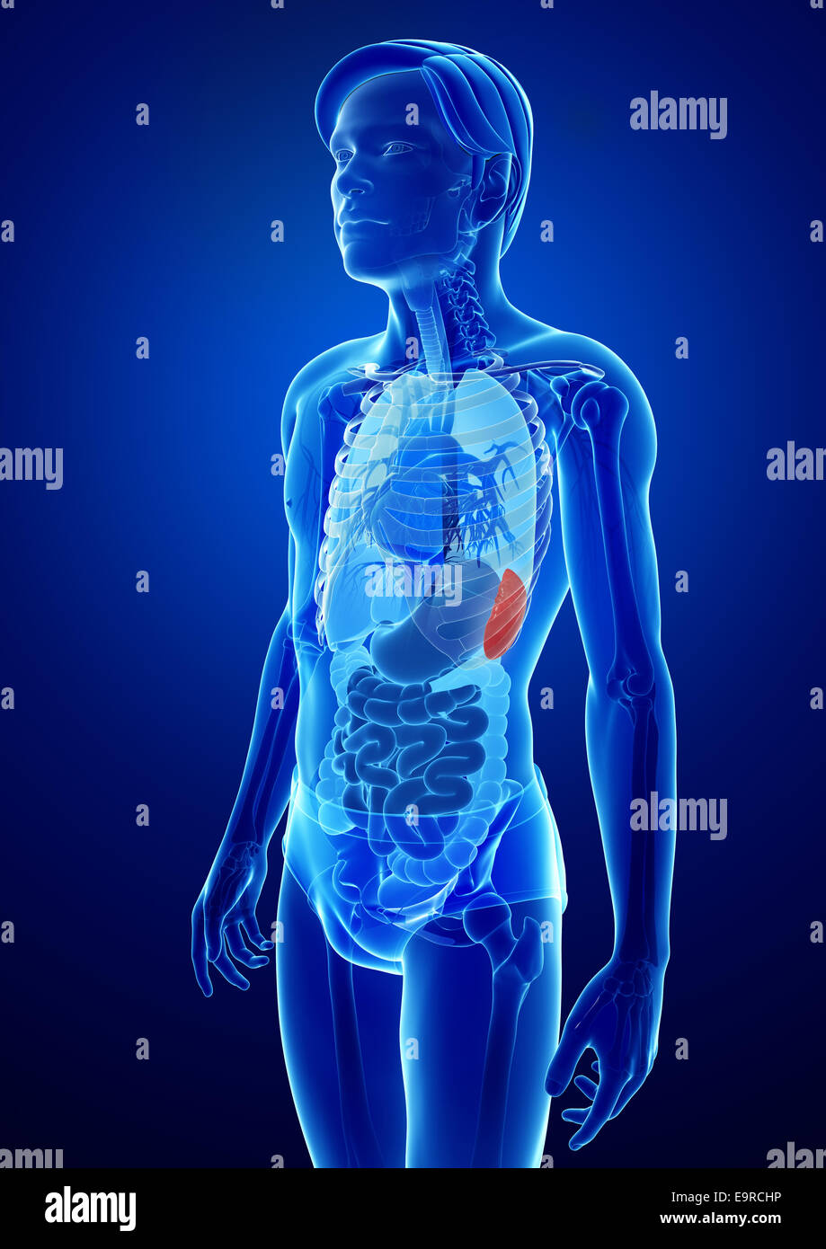 Illustration of male spleen anatomy Stock Photo - Alamy